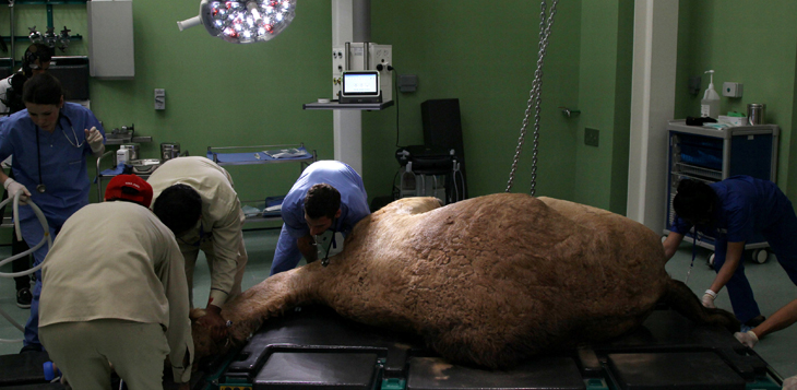 World’s first camel hospital set to expand capacity by 50%